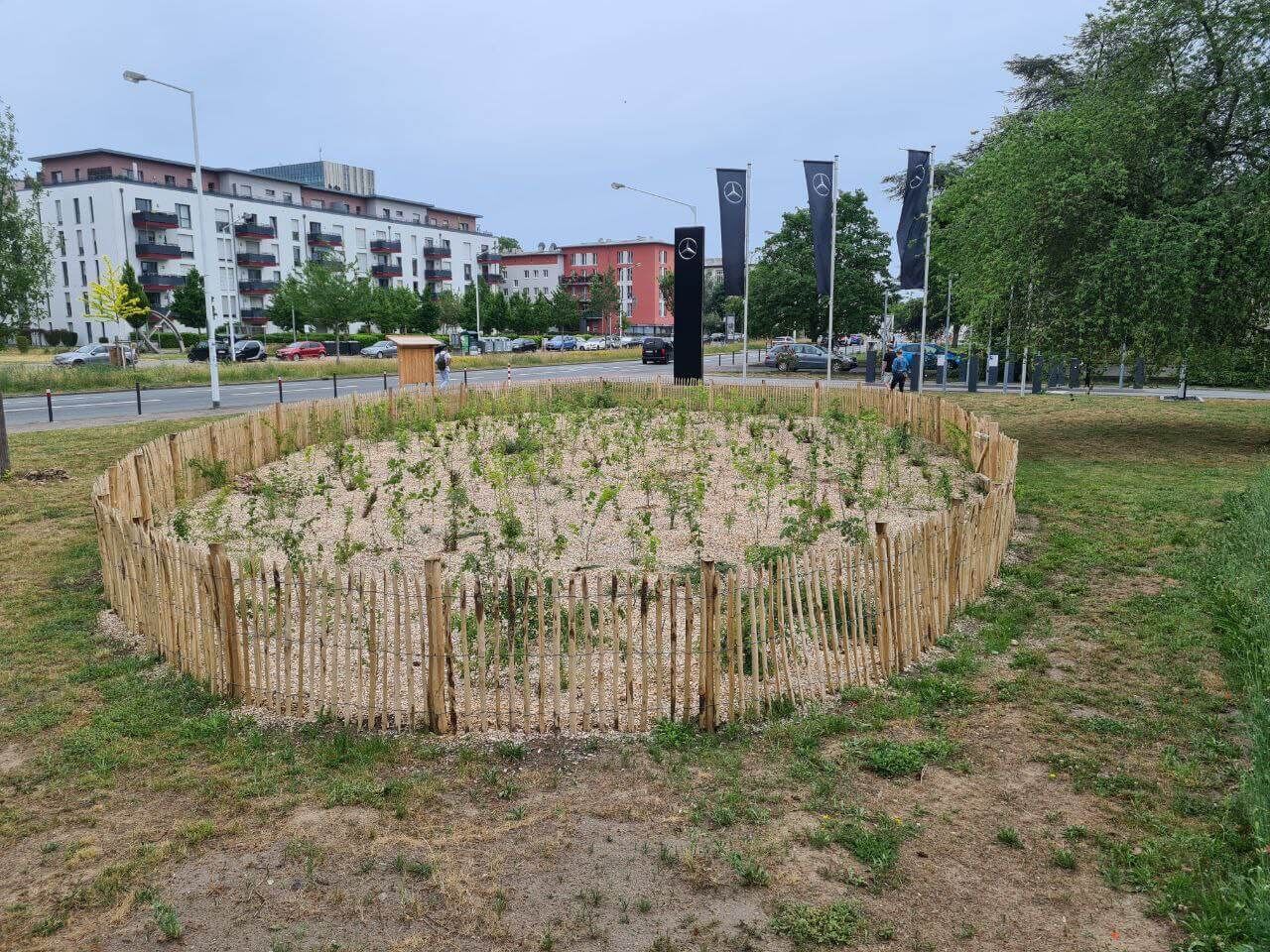 Tiny Forest – kleine Wälder in Städten für Biodiversität